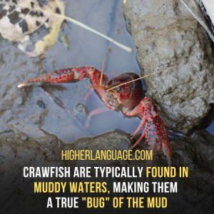 12 Slang Words For Crawfish To Improve Ocean's Vocabulary!